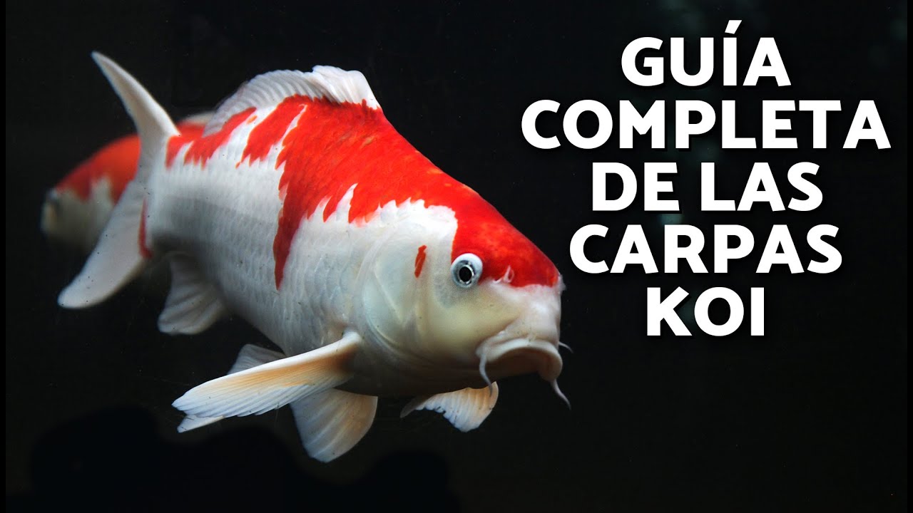 Alimentación y CUIDADOS de los peces CARPA KOI 🐟🎏 (¡Guía COMPLETA del ...