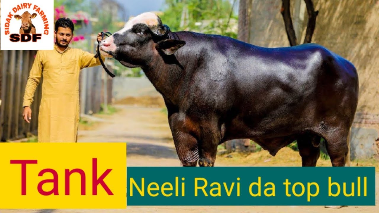 TANK neeli Ravi da super bull - YouTube