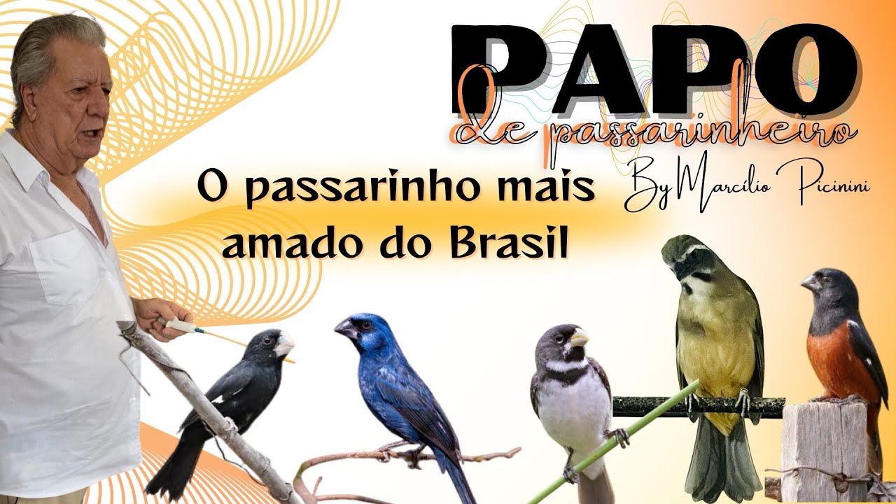 Qual o passarinho mais amado do Brasil? - YouTube