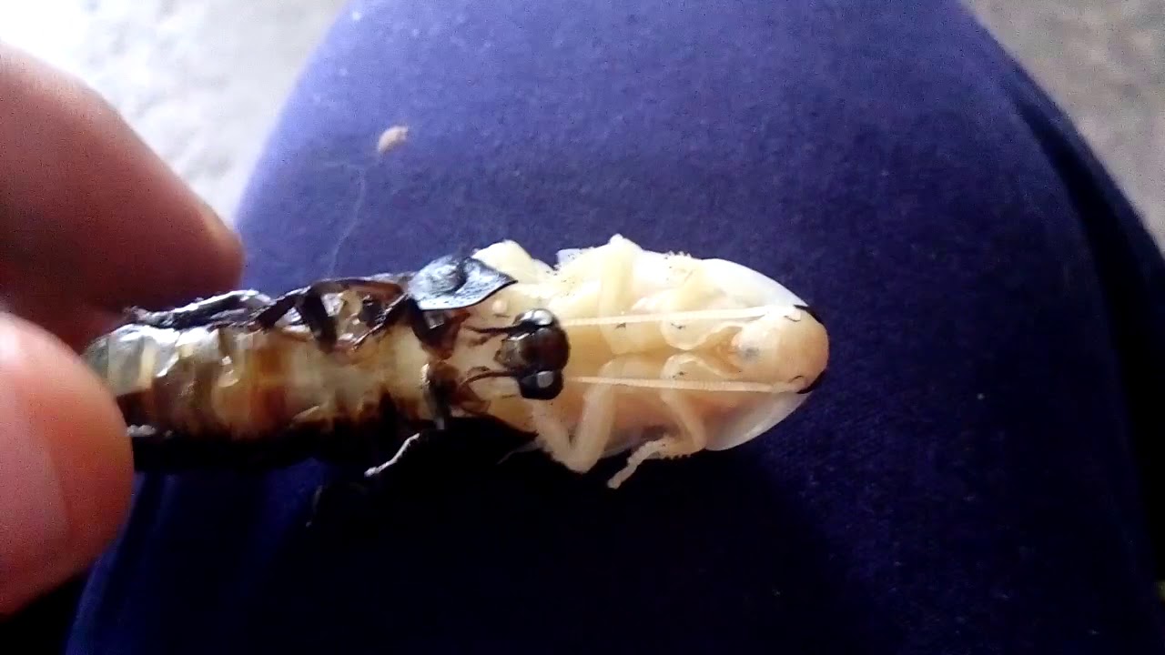 Muda de cucaracha - YouTube