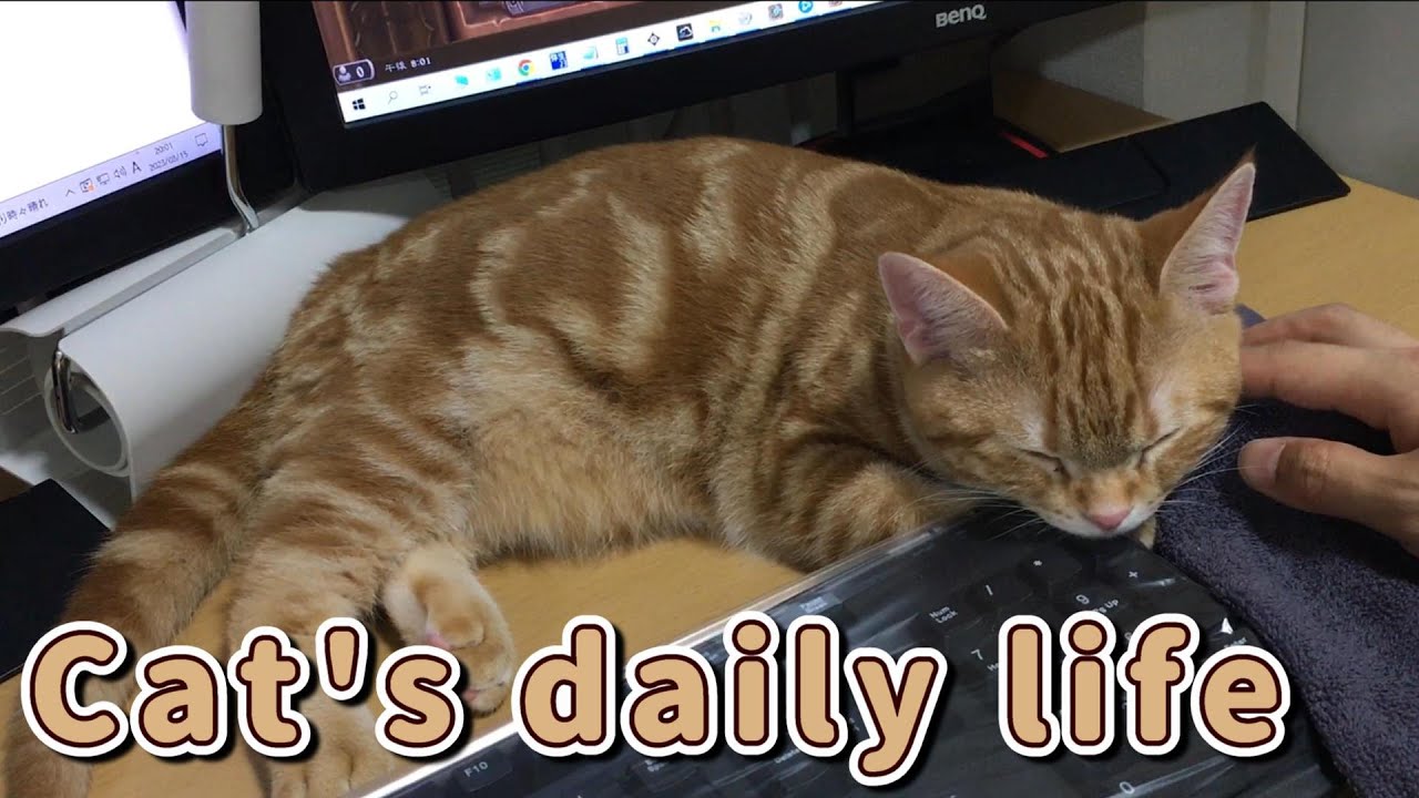 Daily life of 4 month old kittens. - YouTube