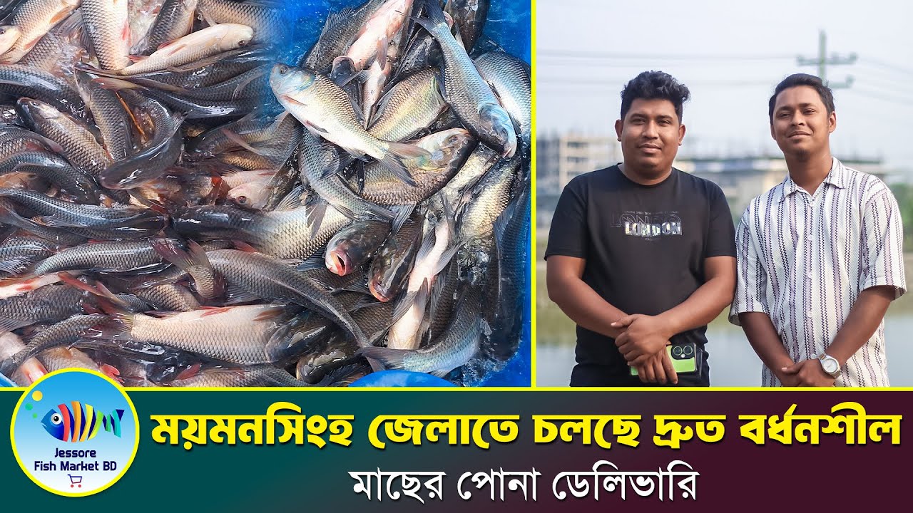ময়মনসিংহ জেলাতে চলছে দ্রুত বর্ধনশীল মাছের পোনা ডেলিভারি || Jessore ...