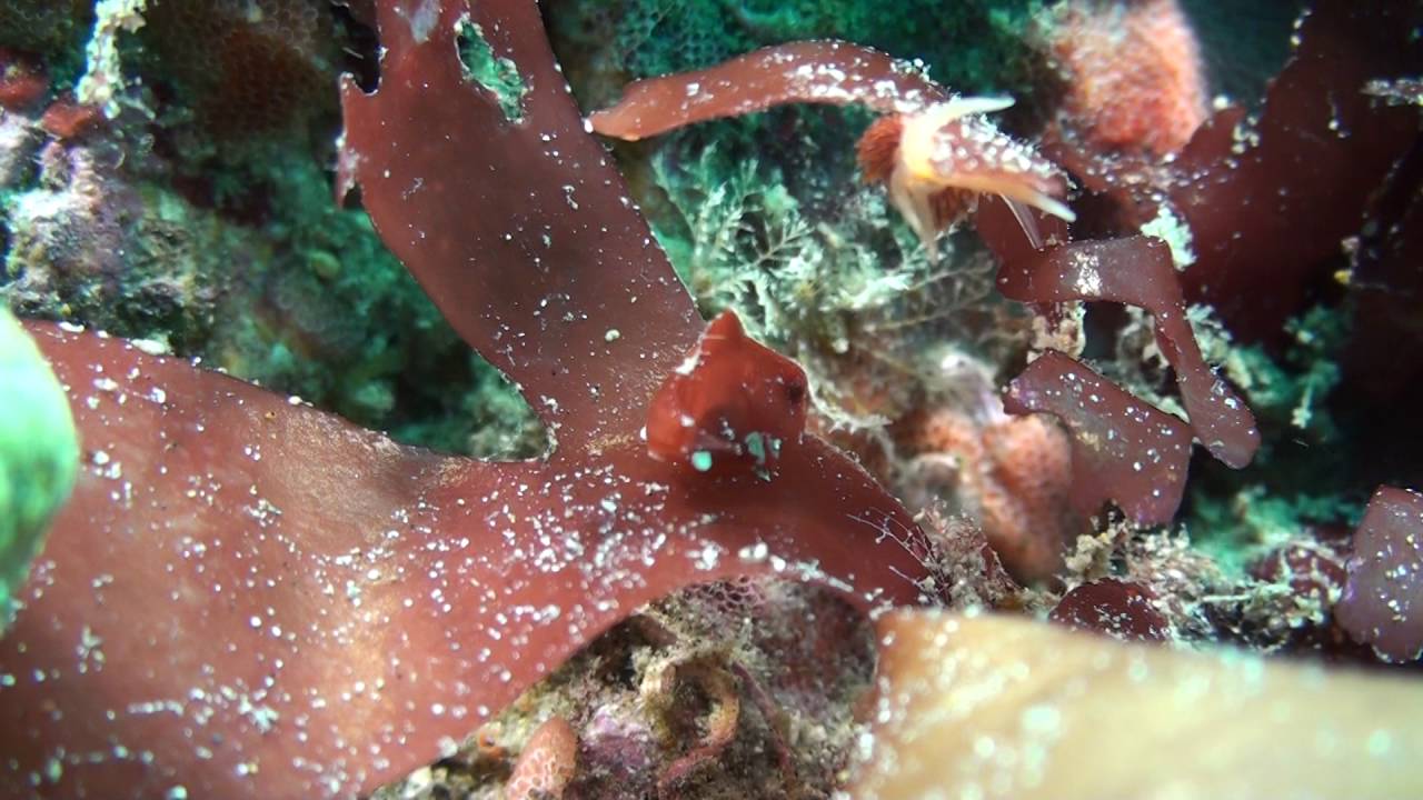 ダンゴウオ （Lethotremus awae）3田後 - YouTube