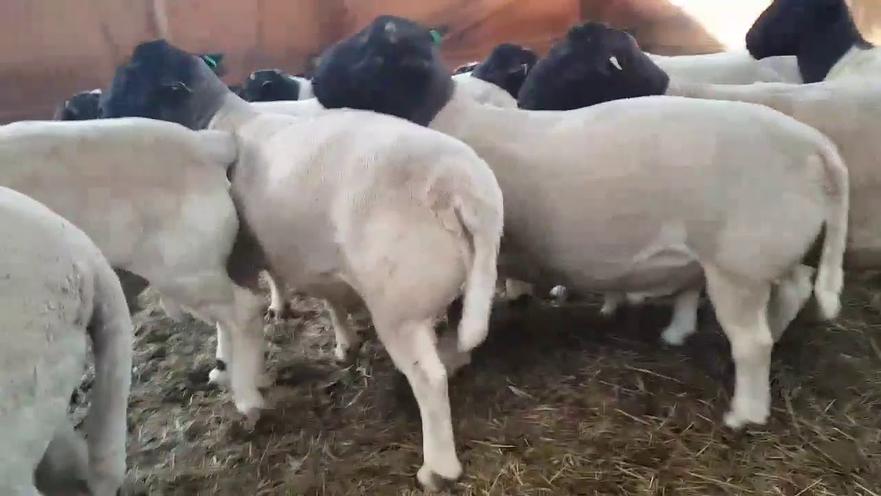 Dorper rams 8 months - YouTube