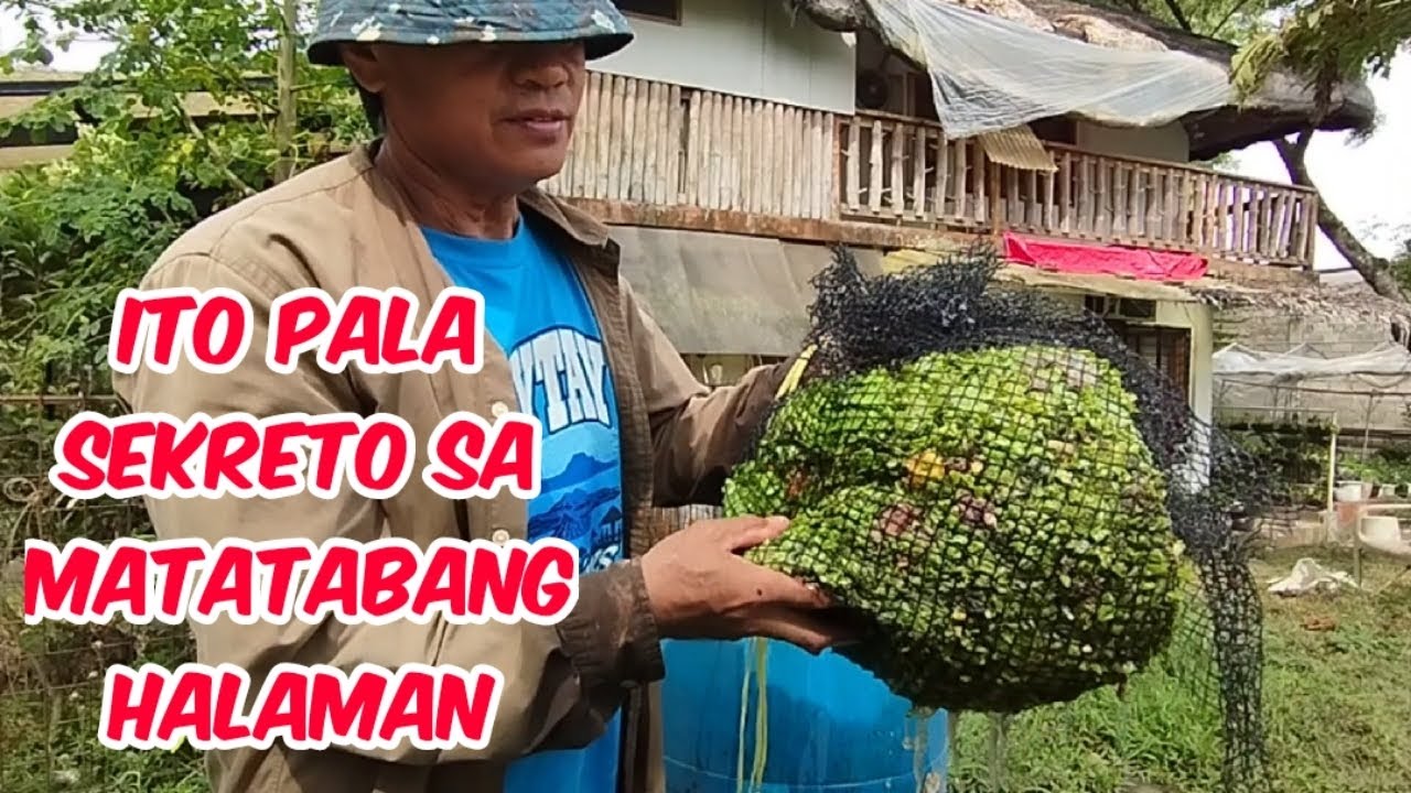 SEKRETONG PANDILIG SA HALAMAN KAYA MALULUSOG WALANG HALONG KIMIKAL ...