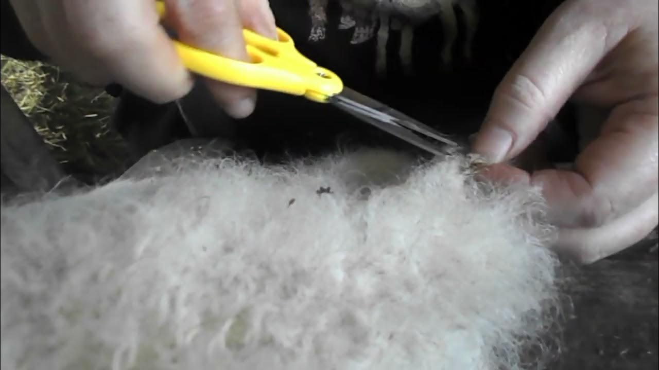 Banding Lamb's Tails - YouTube