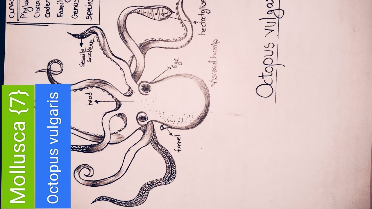 How to draw octopus vulgaris for bsc1styear and class12cbse board#bsc# ...