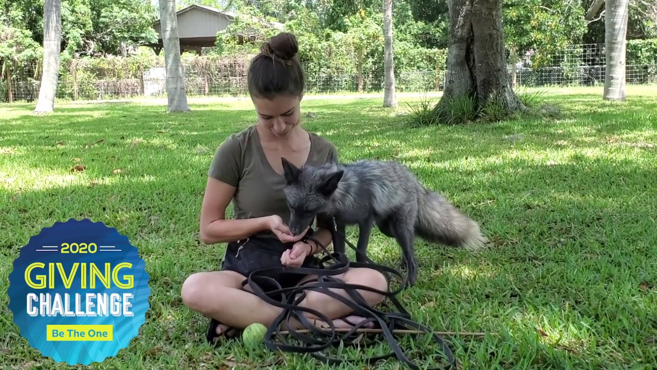 Big Cat Habitat - Giving Challenge 2020 - Stormy - YouTube