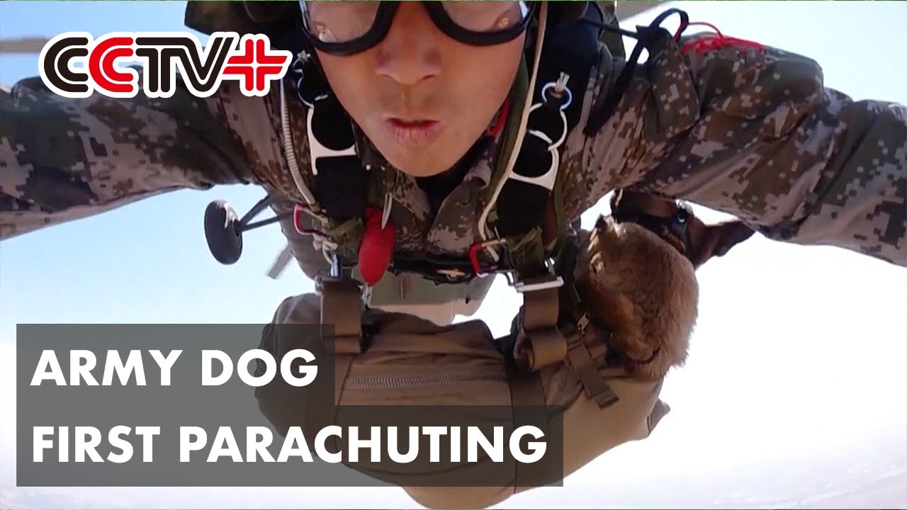 Army Dog Makes First Attempt in Parachuting - YouTube