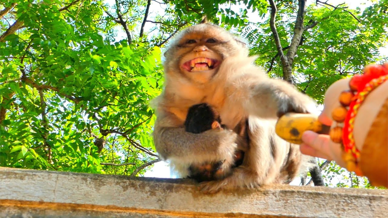 Wow...Grandma monkey BERRY is so care her newborn baby monkey so much ...