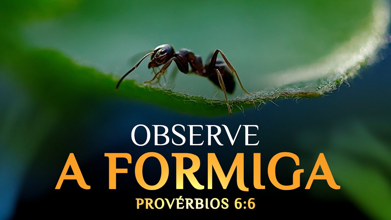 OBSERVE A FORMIGA: Lições Financeiras das Formigas (PROVÉRBIOS 6:6 ...