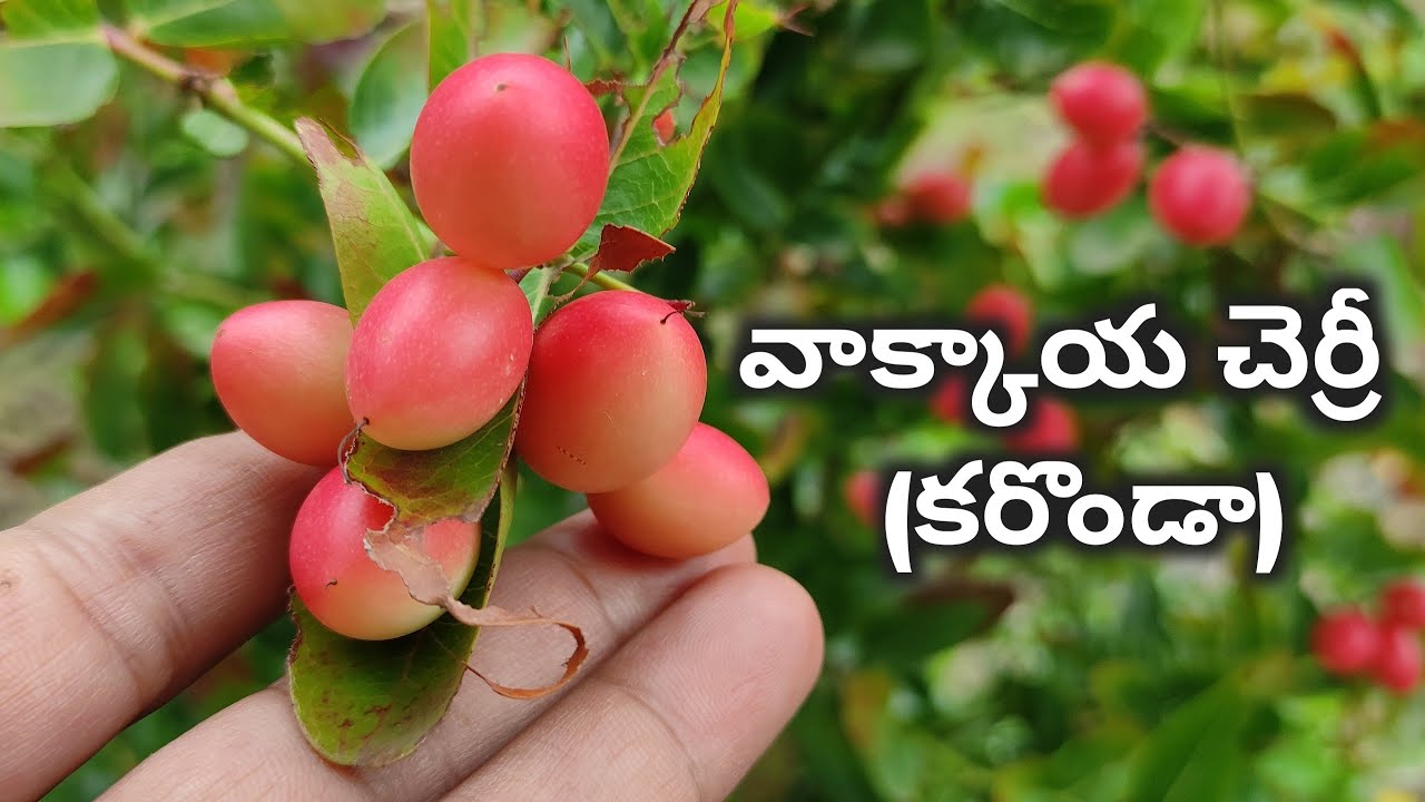 Vakkaya cherry |caronda cherry telugu video#making bakary form vakkaya ...