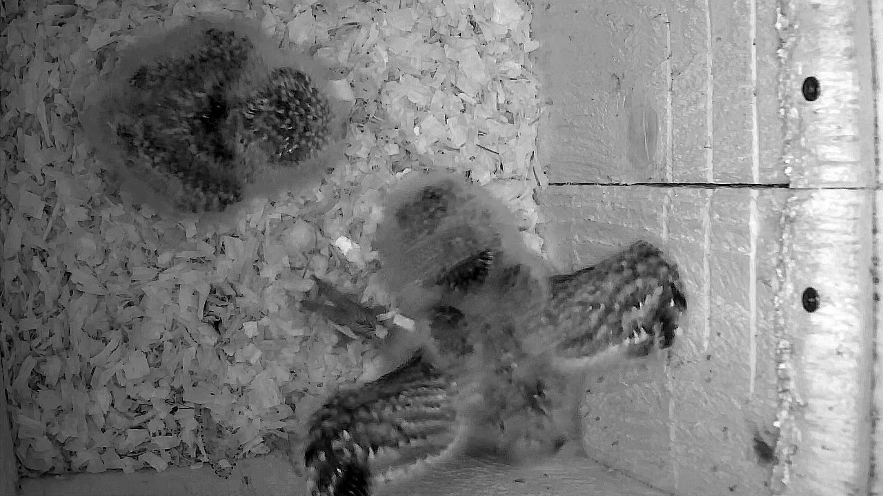 Synchronized Owl Chicks Pooping With Audio. - YouTube