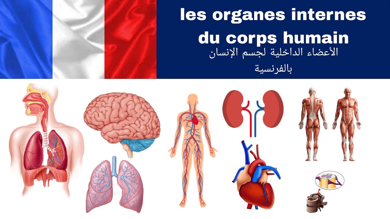 les organes internes du corps humain - الأعضاء الداخلية لجسم الإنسان ...