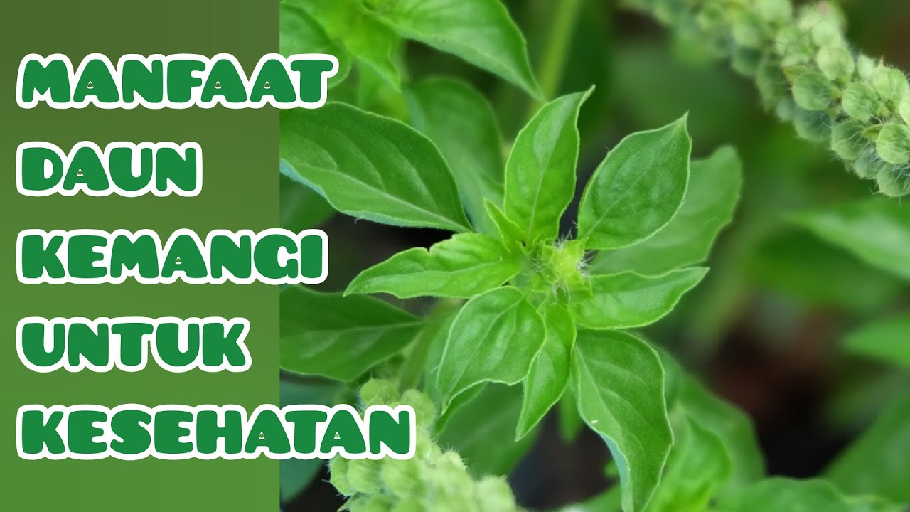 MANFAAT DAUN KEMANGI UNTUK KESEHATAN || BENEFITS OF BASIL LEAVES FOR ...