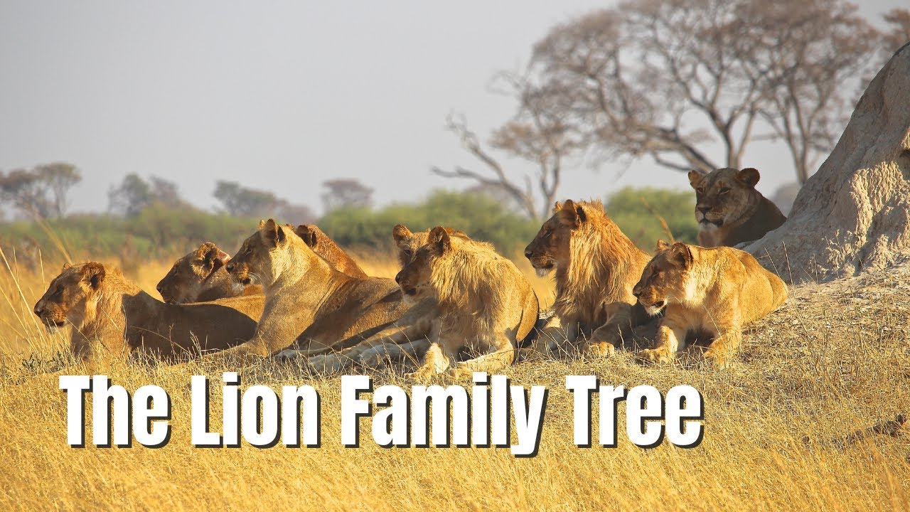 The Lion Family Tree EXPLAINED! Who’s the Real King of the Jungle ...
