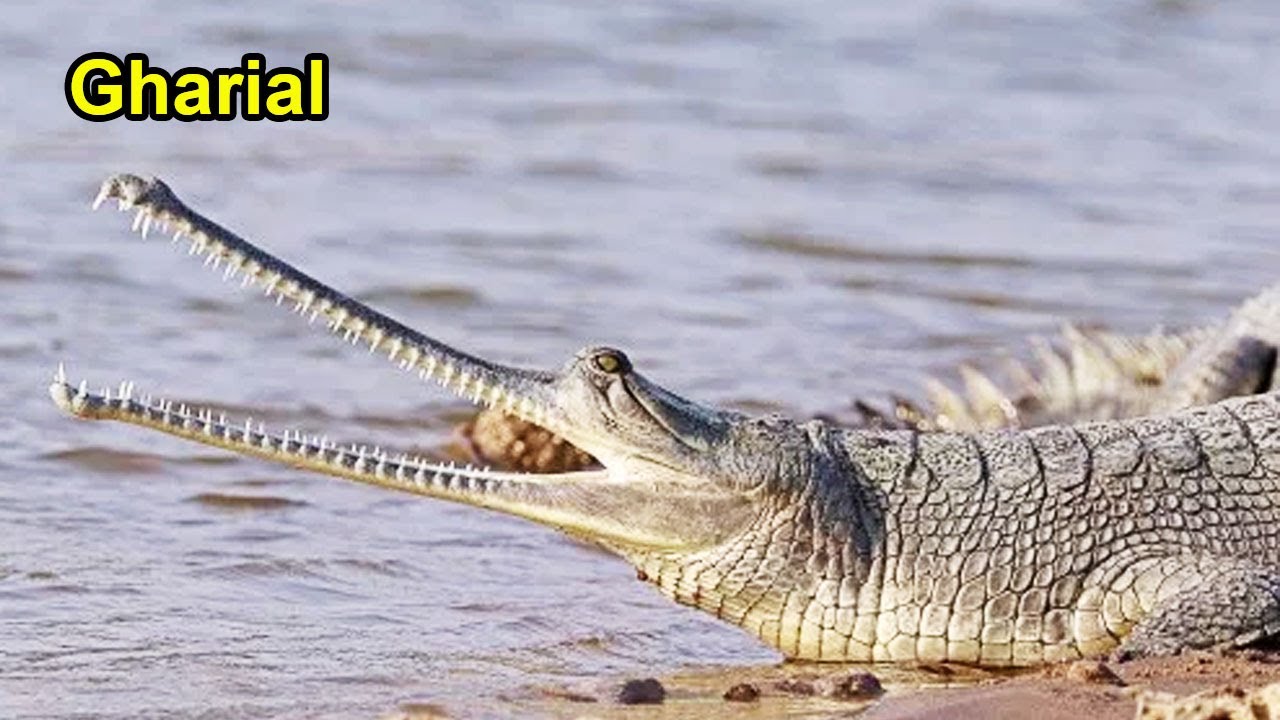 Gharial Conservation at Rangpur zoo National I Geographic Supergiant ...