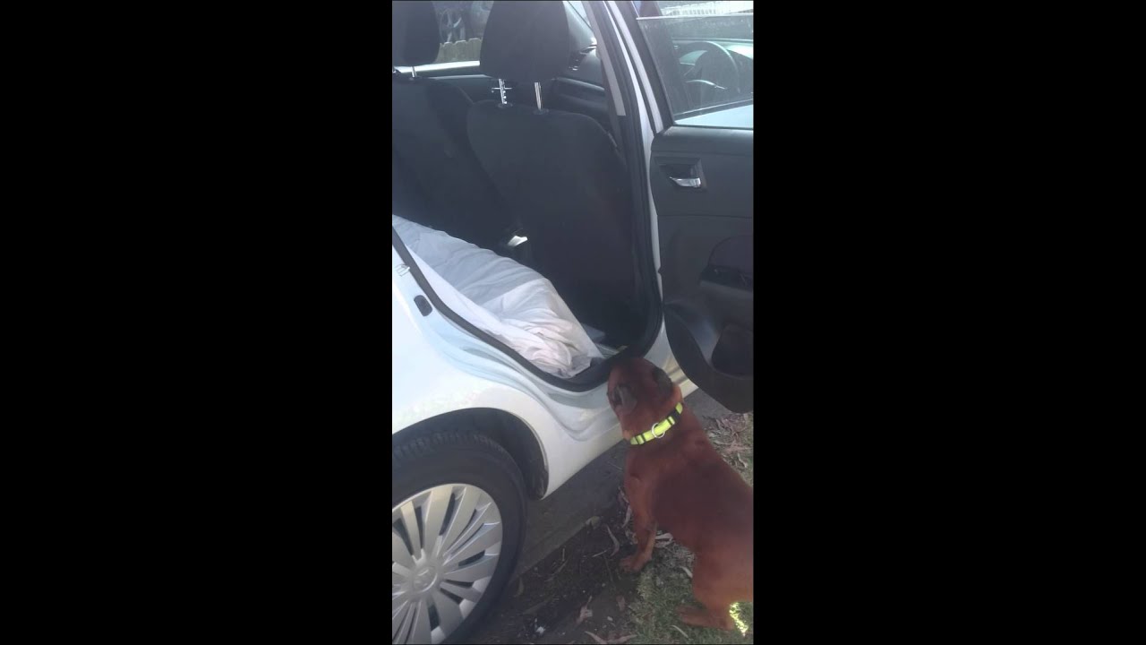 Fat staffordshire bull terrier getting in the car staffy - YouTube