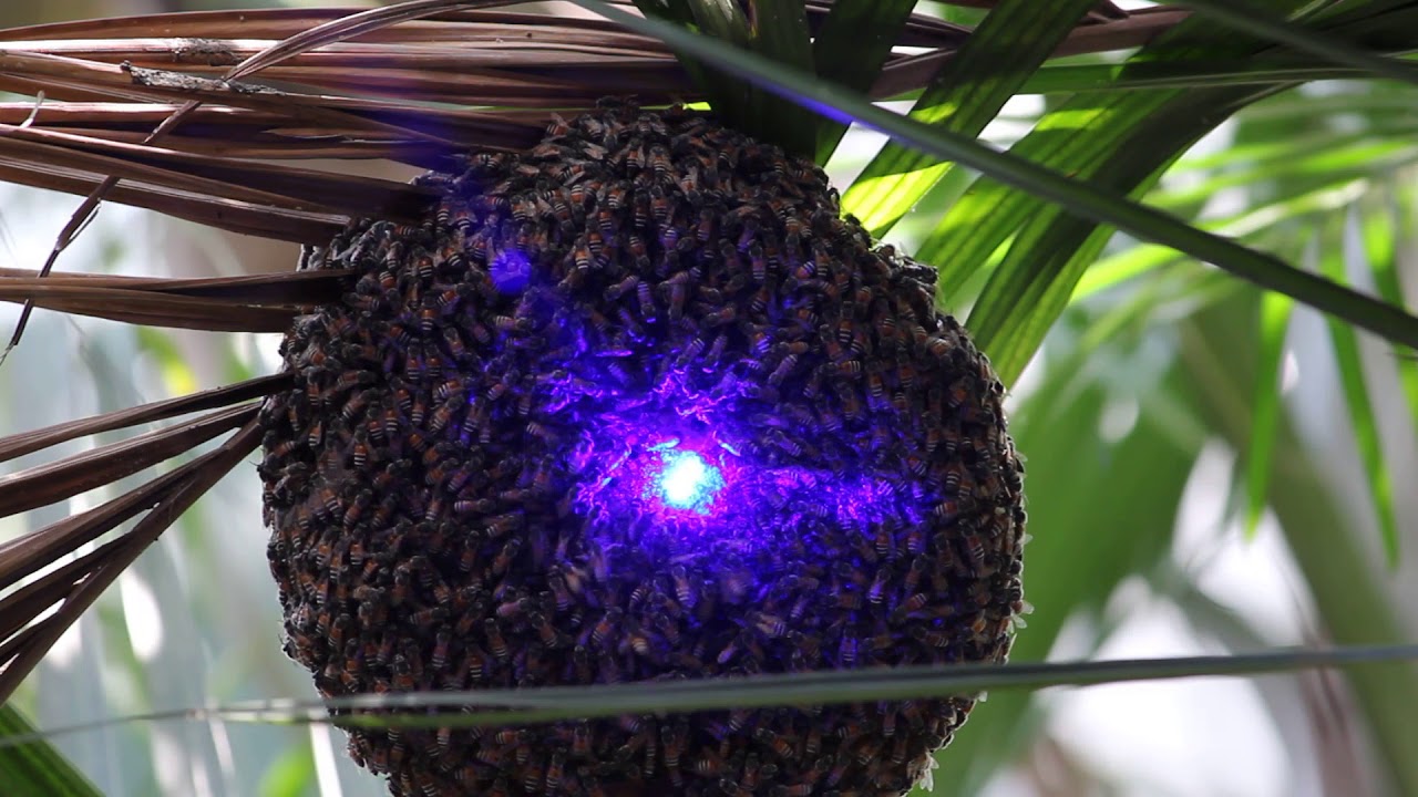 killer bees vs 10 watt laser - YouTube