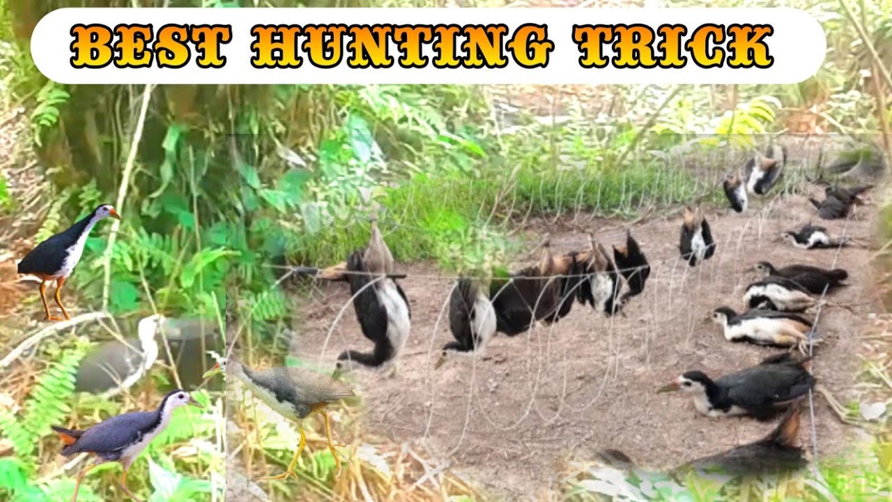 Best Hunting Trick For Cathing Many Wild Birds |Birds Trap| - YouTube