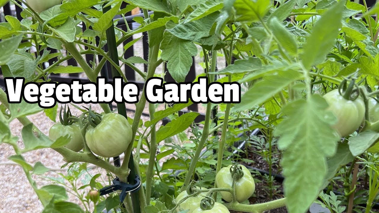 Mini Vegetable Garden Tour - YouTube