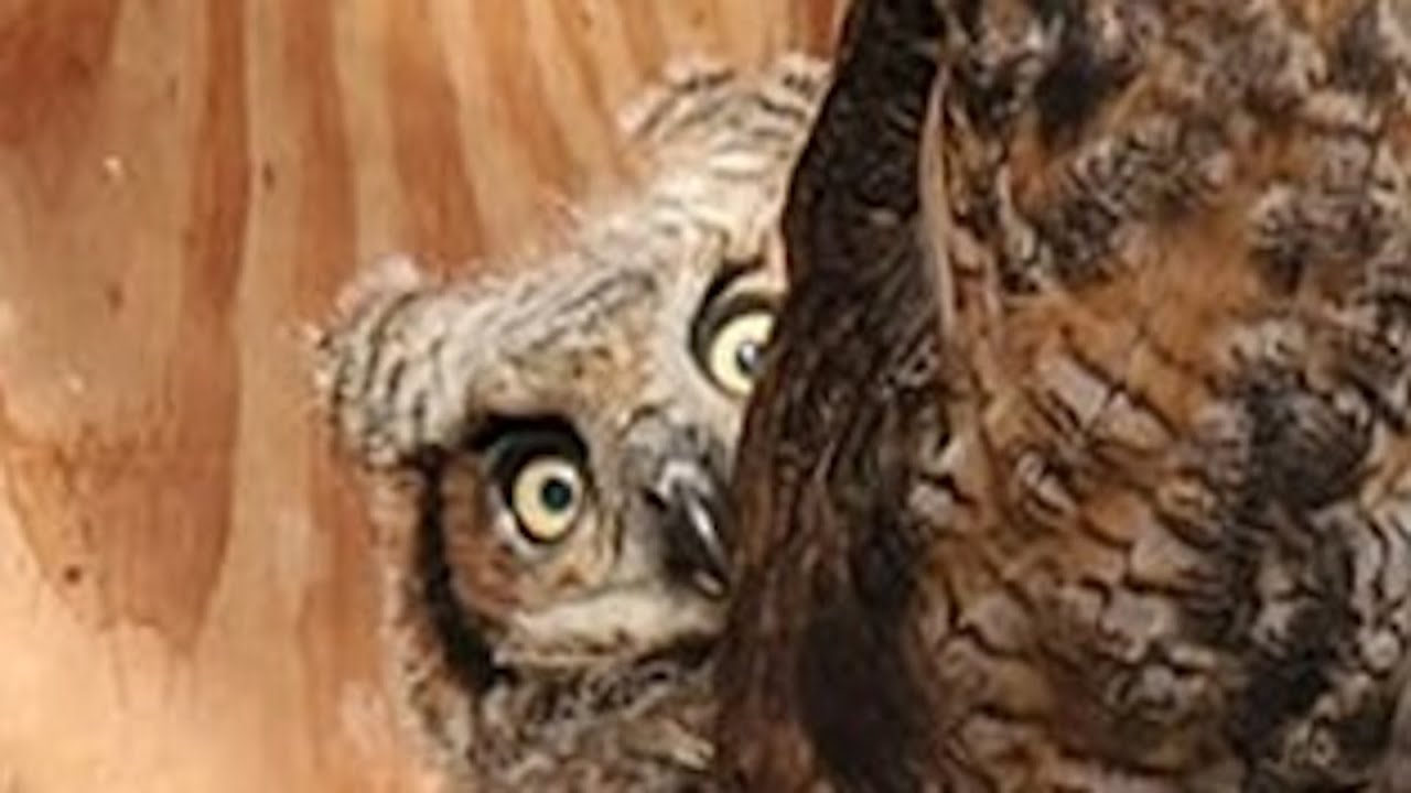 Rescue owl has sweetest reaction to toy - YouTube