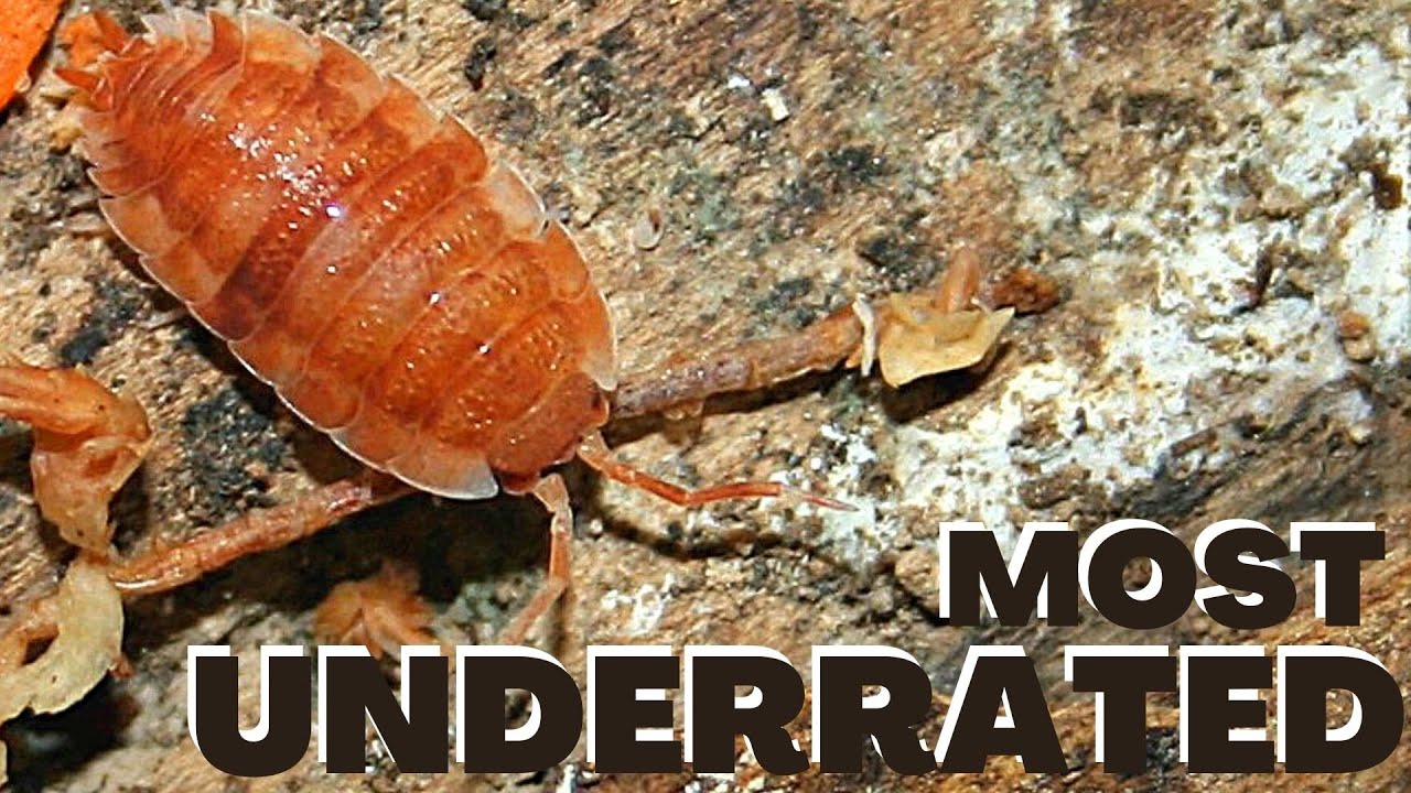Most Underrated Isopod | Porcellio scaber Orange Koi - YouTube