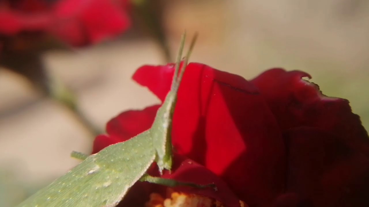 Atractomorpha sp. Pyrgomorphidae, eating rose. - YouTube