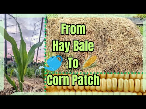 Growing Corn from An Old Hay Bale: Using Hay Mulch & Compost to Grow Healthy, Weed-Free Sweet ...