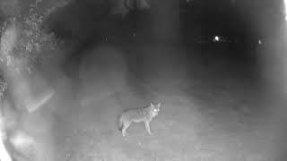 Dog or yote? - AR15.COM