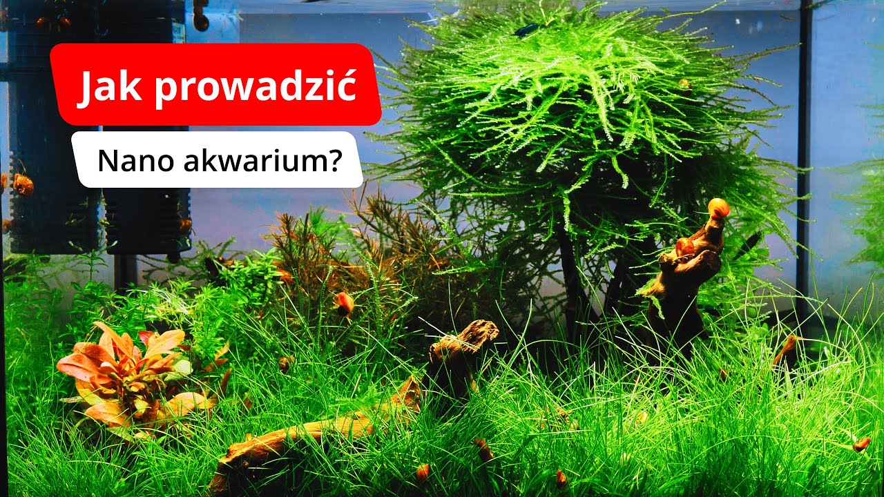 Jak prowadzić nano akwarium? Poradnik - WSKAZÓWKI PO 1,5 ROKU. - YouTube