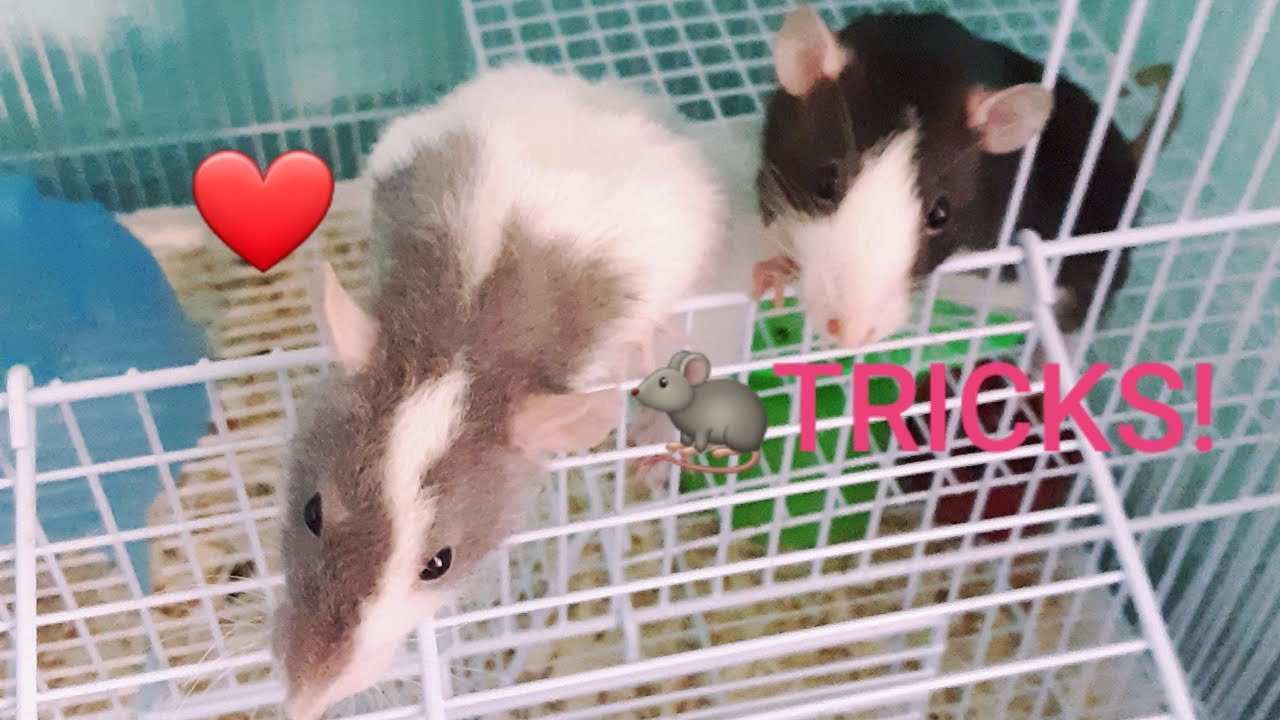 Rat Tricks! Featuring Pixie and Trixie the Rats! - YouTube