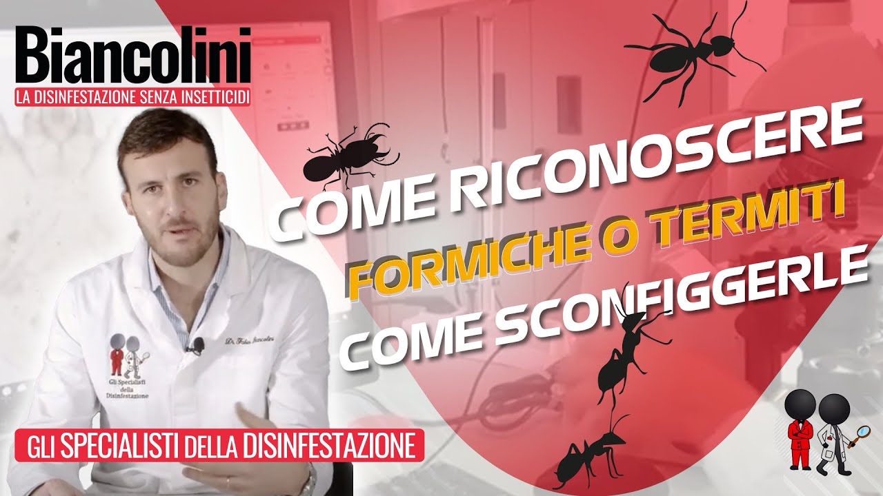 Formiche o termiti? Riconoscerle e sconfiggerle - YouTube