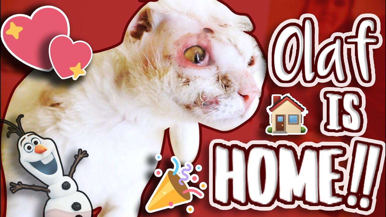 AMAZING! OLAF, THE MIRACLE CAT... IS HOME ! - YouTube