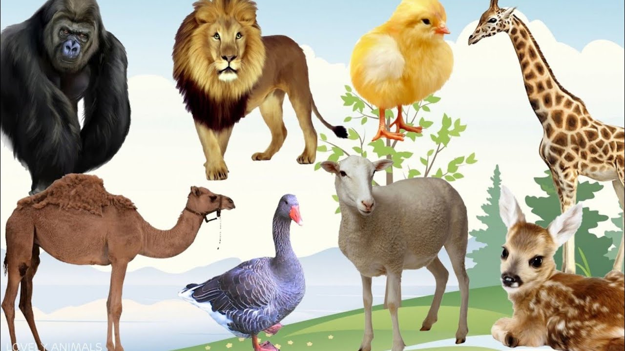 The role of animals, familiar animals sounds, turkey penuin, zebra ...