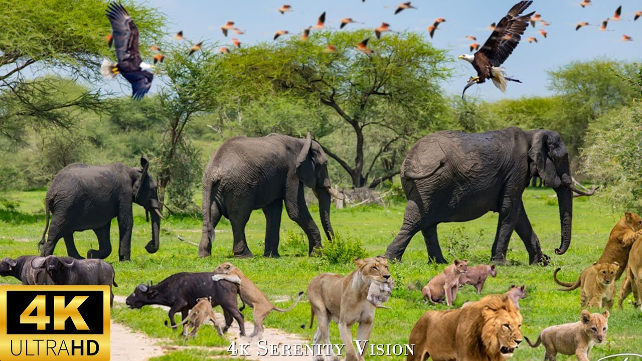 African Wildlife 4K (60FPS): Akagera National Park - Wildlife Safari ...