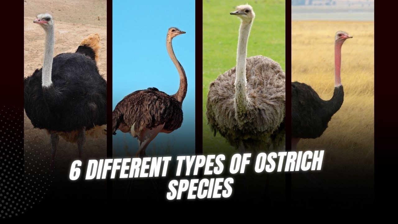 What Are The Different Types Of Ostriches
