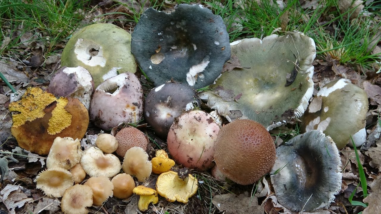 Setas comestibles de primavera 2023 Edible spring mushrooms - YouTube