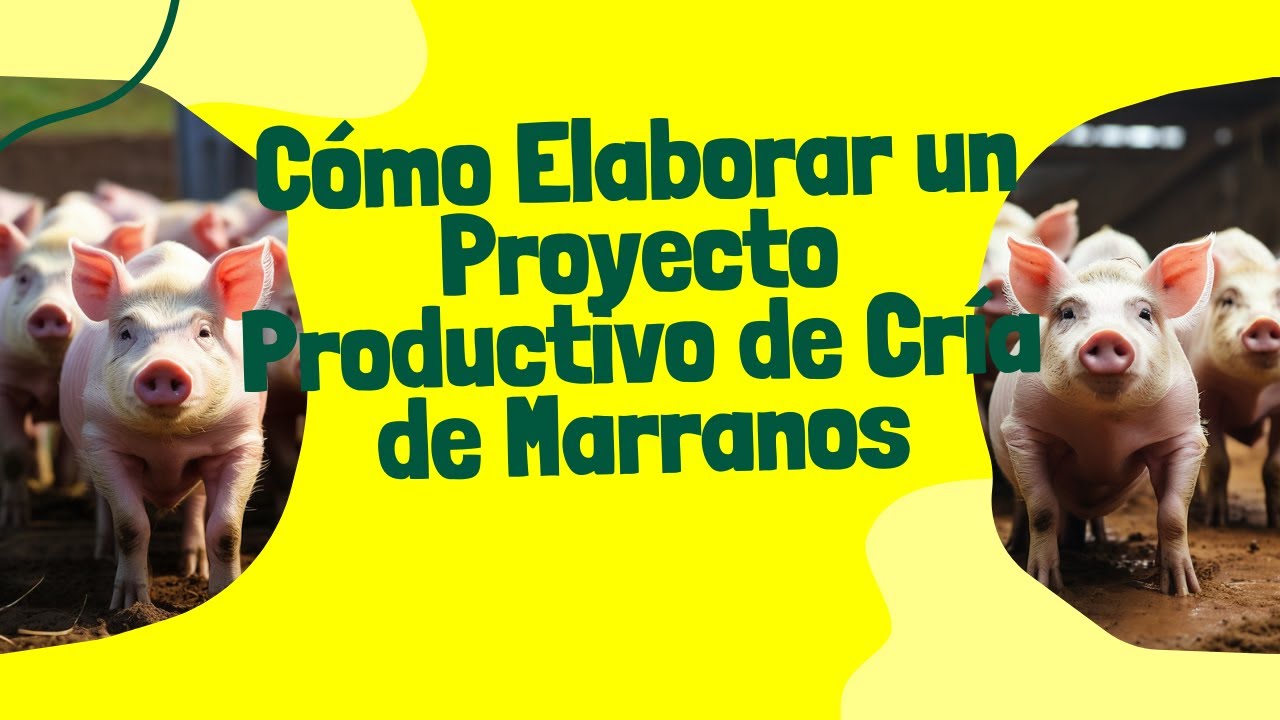 Cómo Elaborar un Proyecto Productivo de Cría de Marranos - YouTube