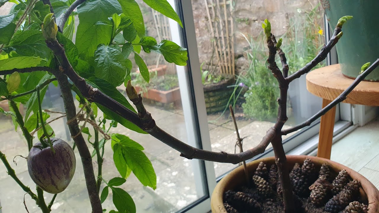 Feeding my potted Fig Trees and trying to push for early figs! - YouTube