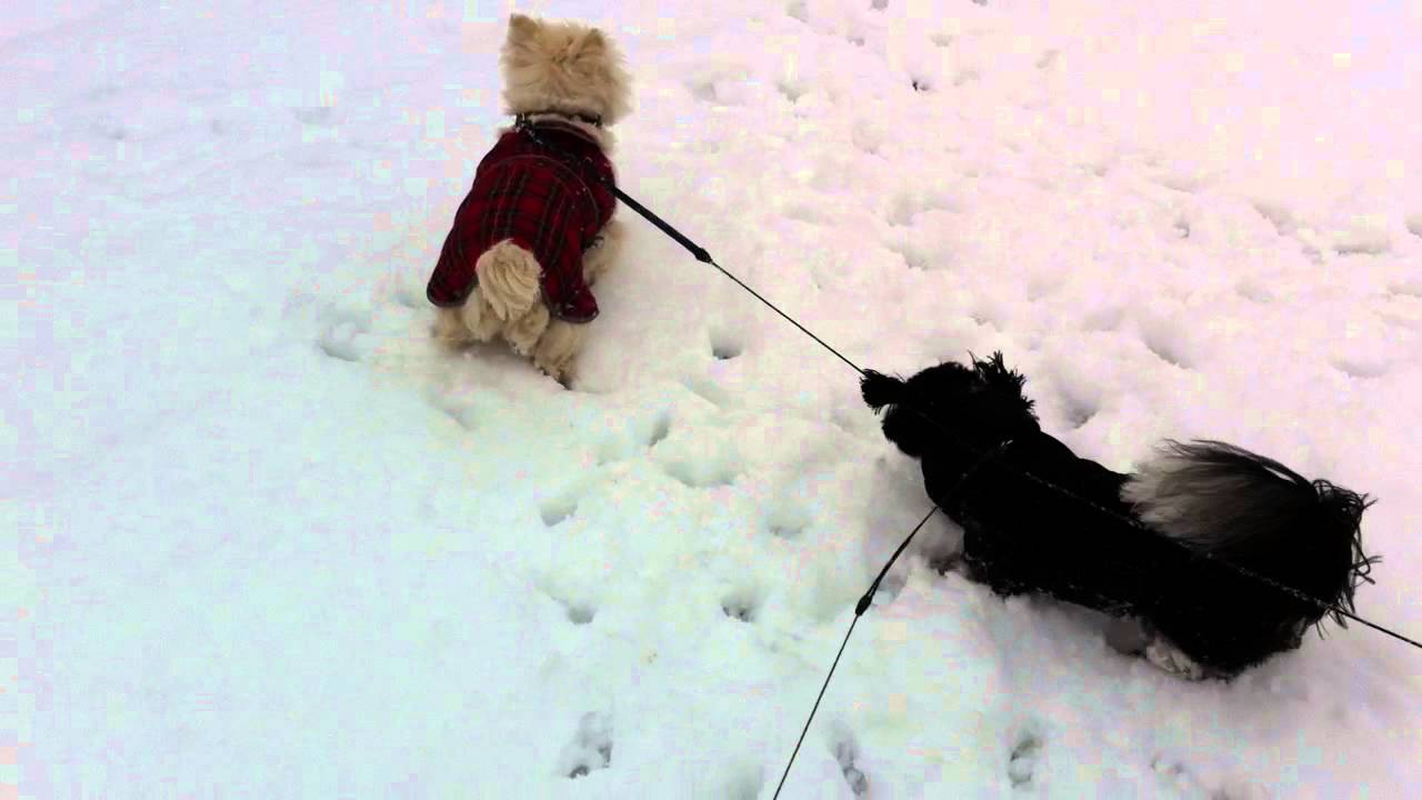 Riley and Rory Playing in the Snow, part 2. - YouTube