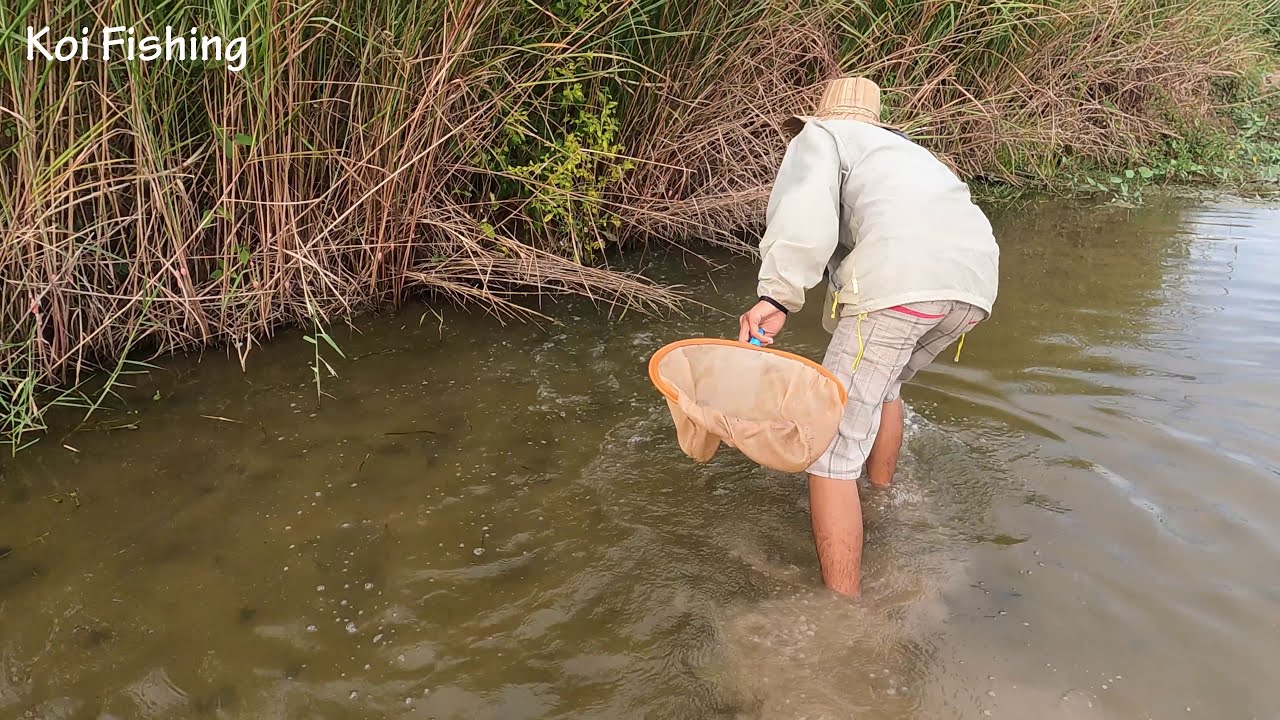 Amazing Catching Koi Fish in Pond - YouTube