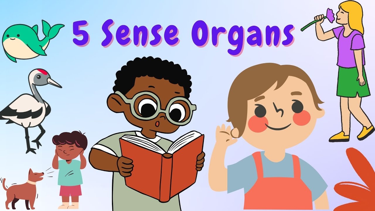 Sense Organs: A Kid’s Guide to Touch, Taste, Smell, Sight, and Hearing ...
