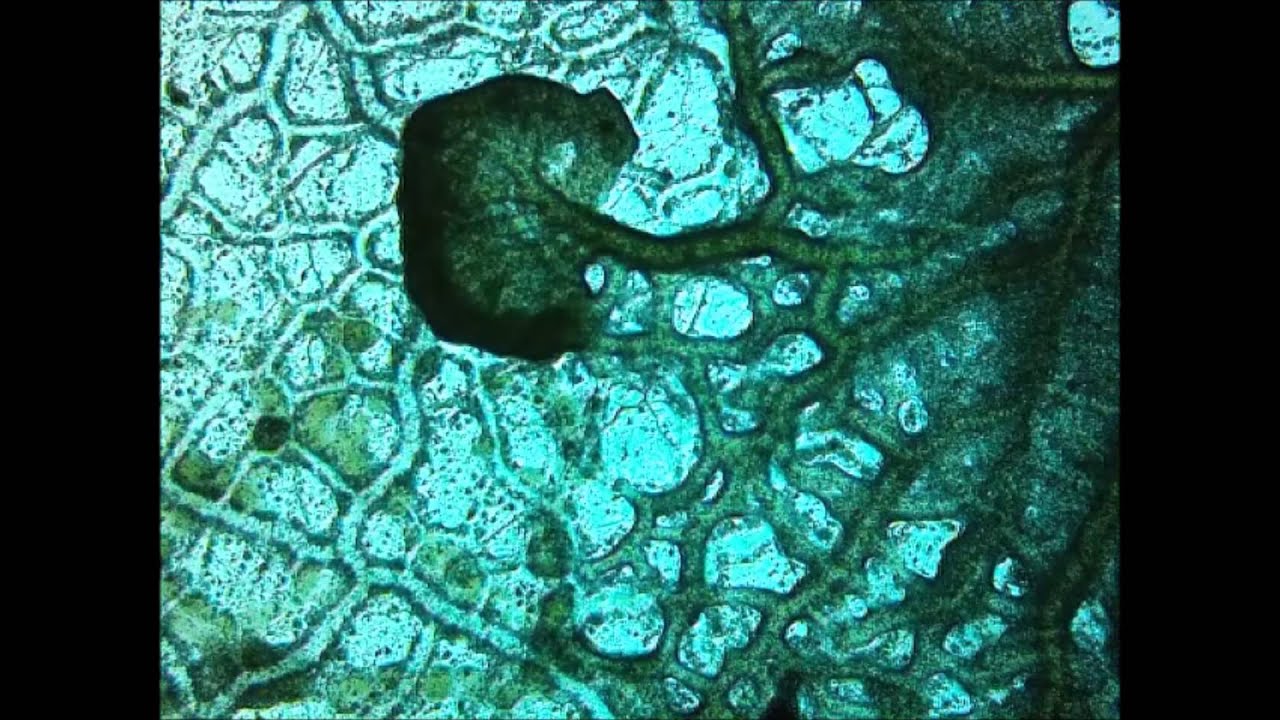 Physarum sp., Myxomycota "Slime mould exhibiting reversal of ...