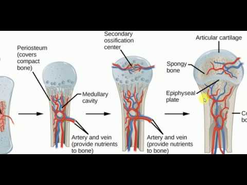 ANATOMY LECTURES , Basics , BONE OSSIFICATION - YouTube