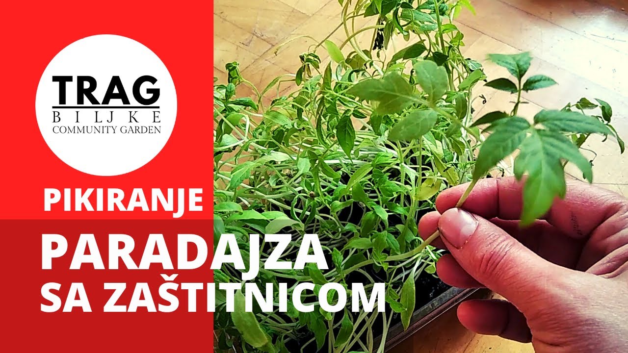 PARADAJZ - PIKIRANJE SA ZAŠTITNICOM - YouTube