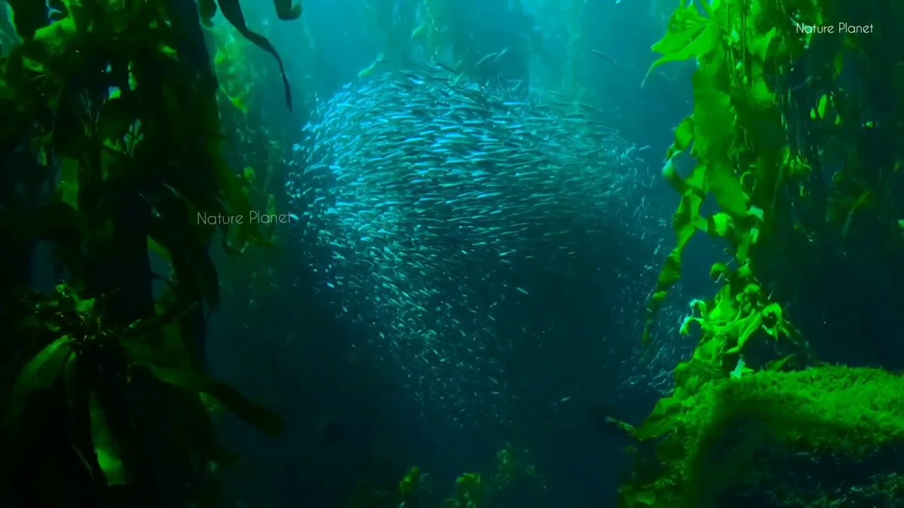 Beautiful Deep Ocean Time Lapse HD video | Free download in description ...