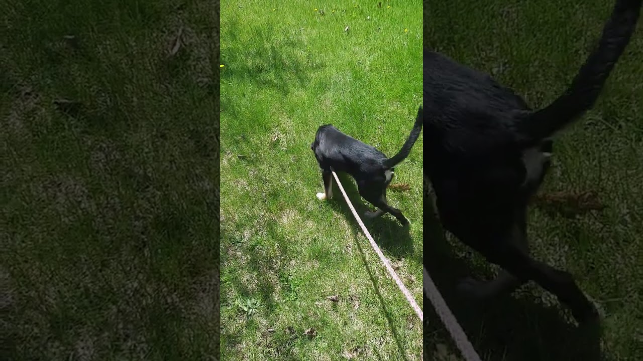 Do Puppies Sway When They Walk