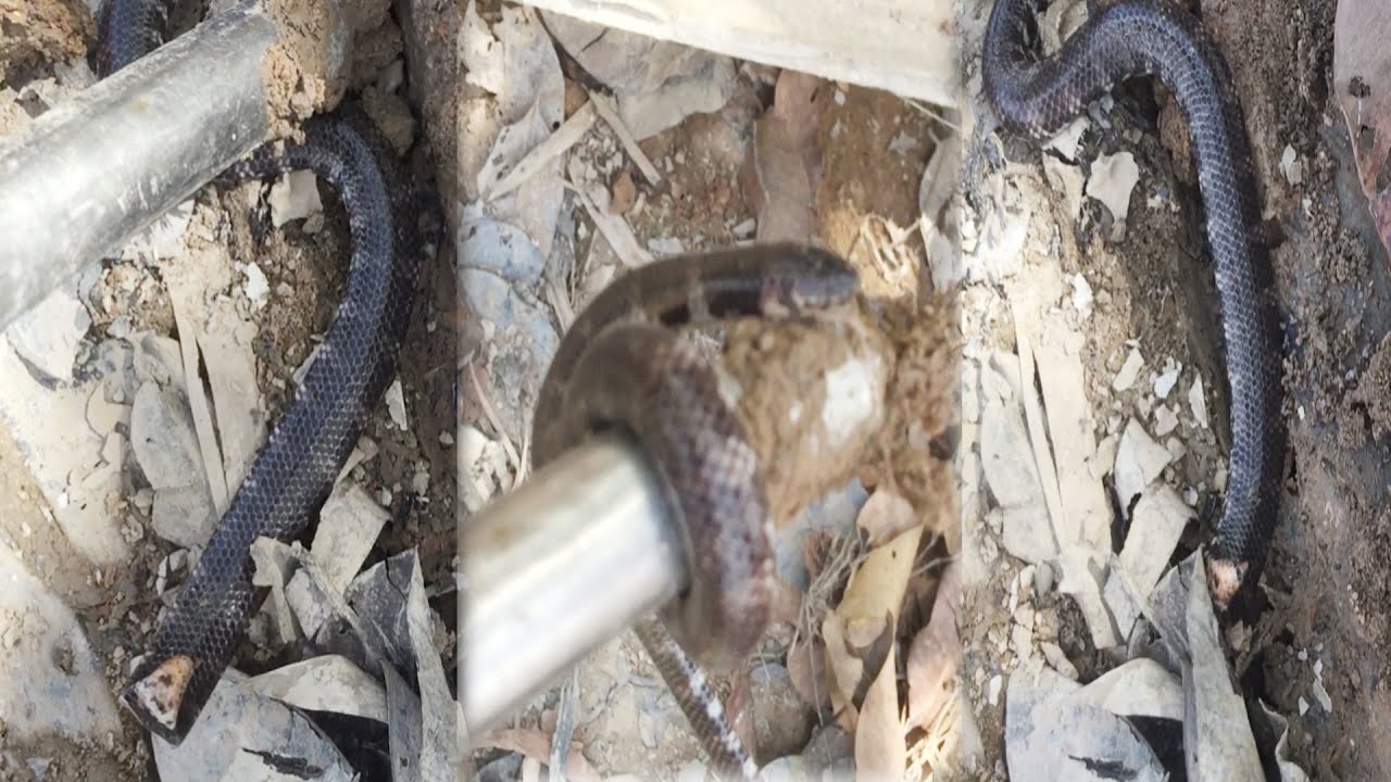 Snake Catching Technology Found Underground Snake - YouTube