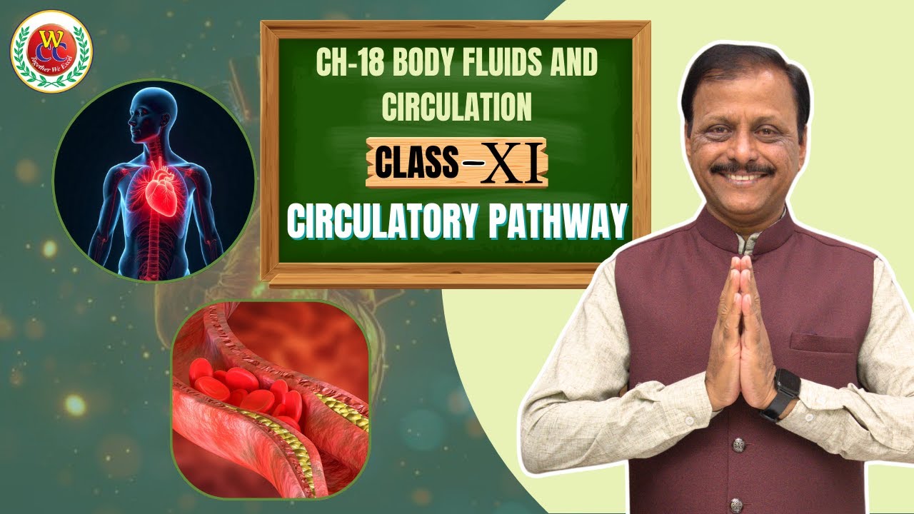 Circulatory Pathways | Ch-18 Body Fluids and Circulation | Class 11 ...